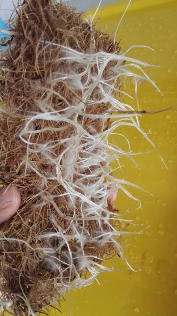 Hydroponic microgreen mats – The Leader in Organic Microgreen Growing Media
