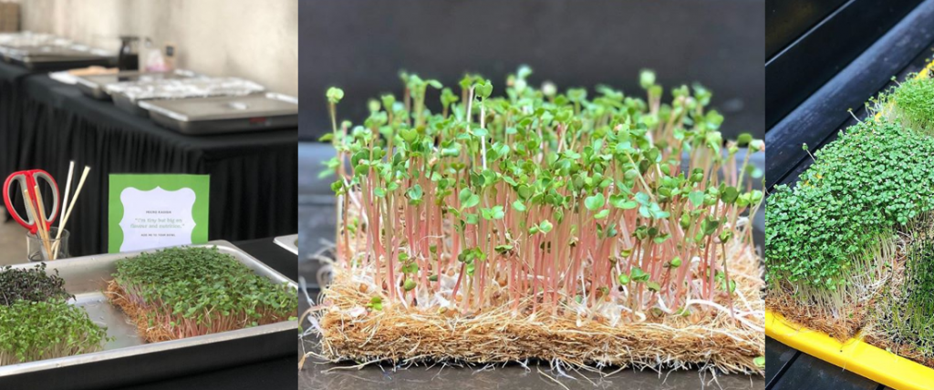 Microgreen Hemp Mats – The Leader in Organic Microgreen Growing Media