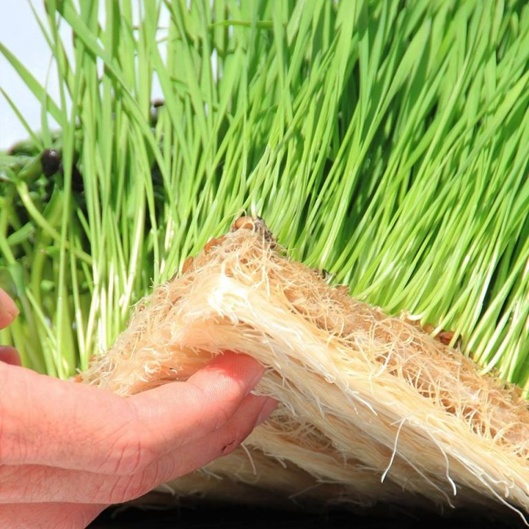 Microgreen grow pads & mats – Grow Fresh, Healthy Greens: Organic ...