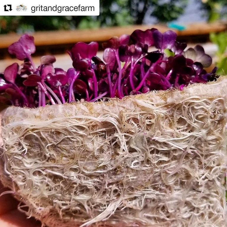 Hydroponic grow mats – Grow Fresh, Healthy Greens: Organic-Certified ...