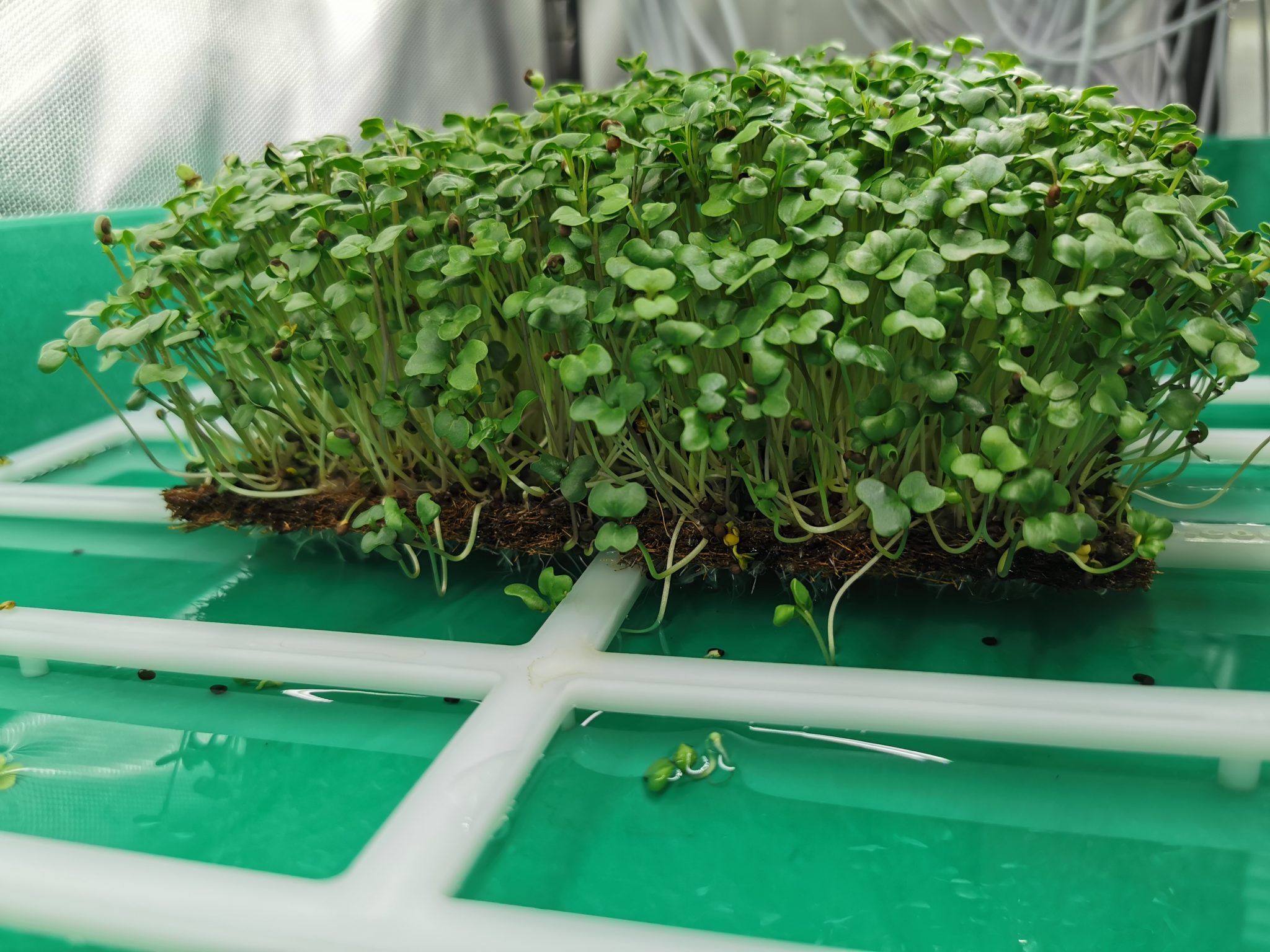 Microgreen cress cultivation – Grow Fresh, Healthy Greens: Organic ...