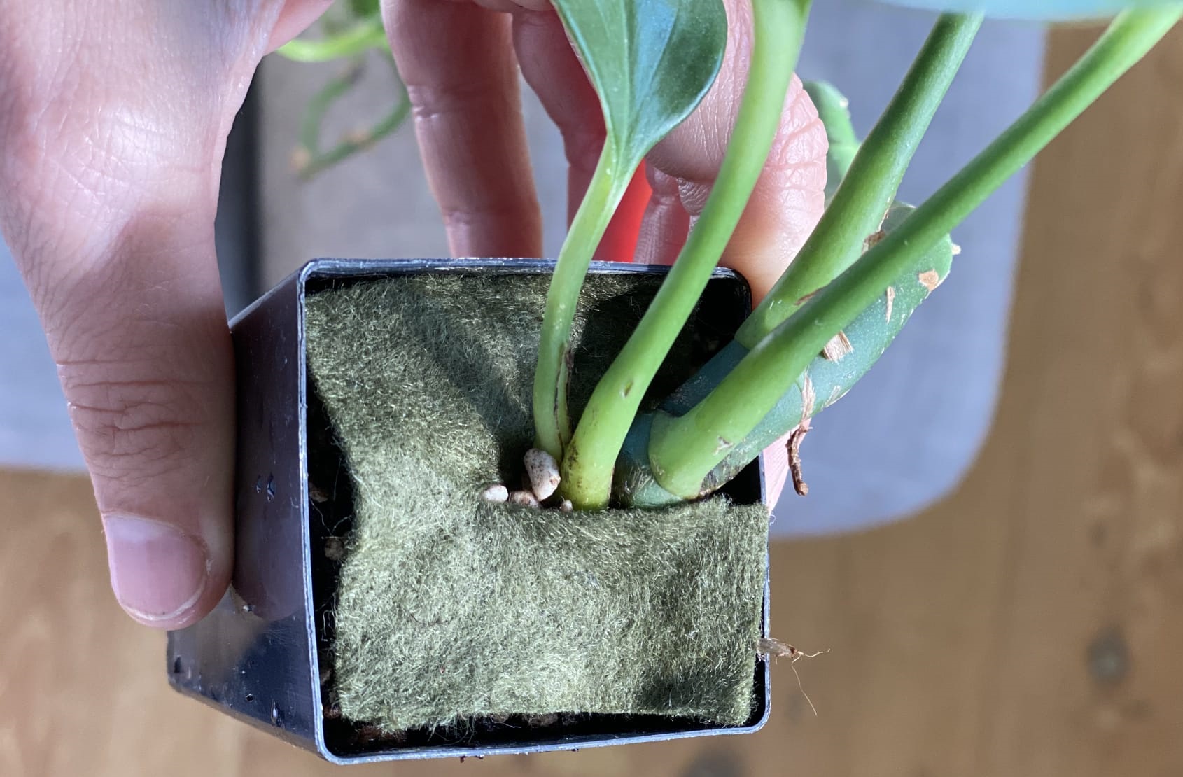 Weed control sheet – Grow Fresh, Healthy Greens: Organic-Certified ...